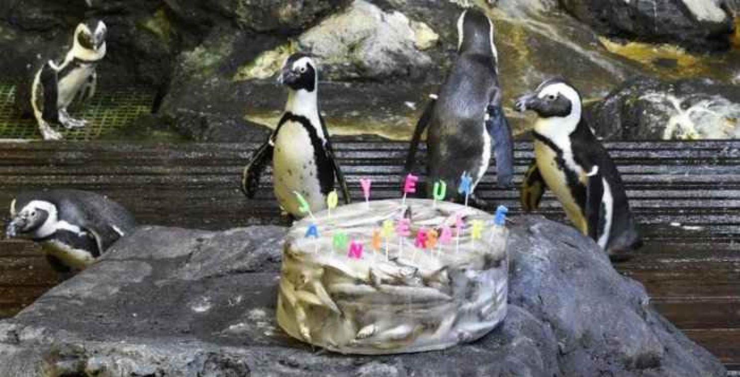 Pour leur 10e anniversaire, ces manchots ont reçu un gâteau aux ...