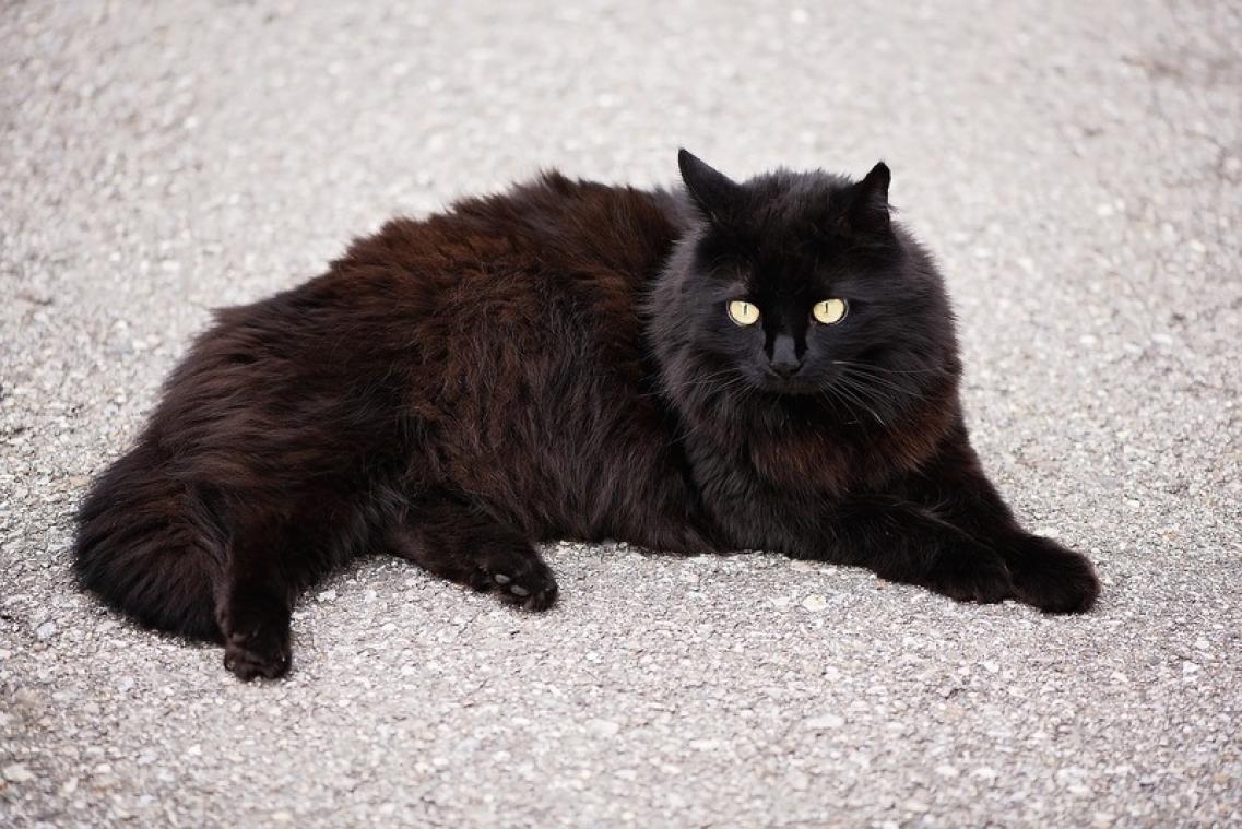 Le vol d'un chat d'un musée crée un émoi hors du commun - Metrotime