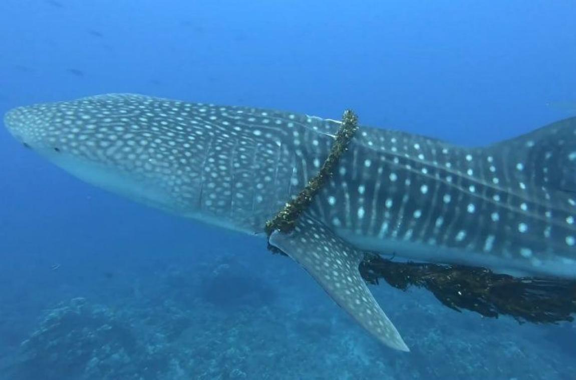 VIDEO. Des plongeurs sauvent un requin-baleine coincé dans un filet de ...