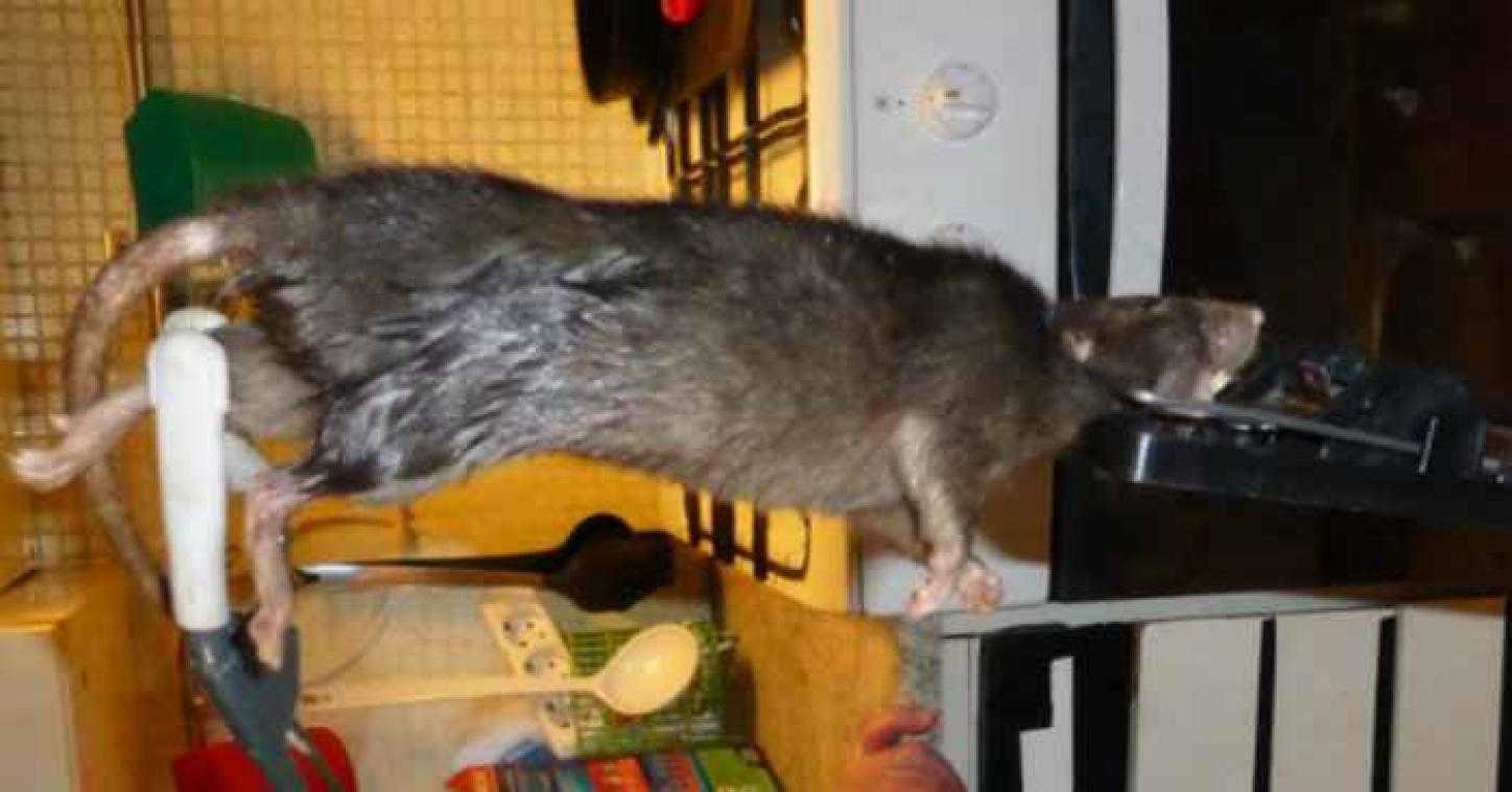Suède: Une famille découvre un rat géant dans sa cuisine - Metrotime