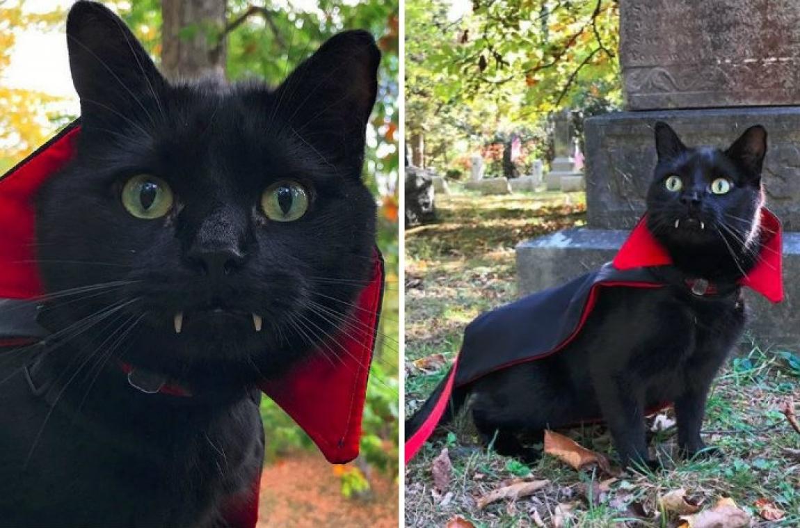 Monk, le chat-vampire star d'Instagram à l'approche d'Halloween - Metrotime