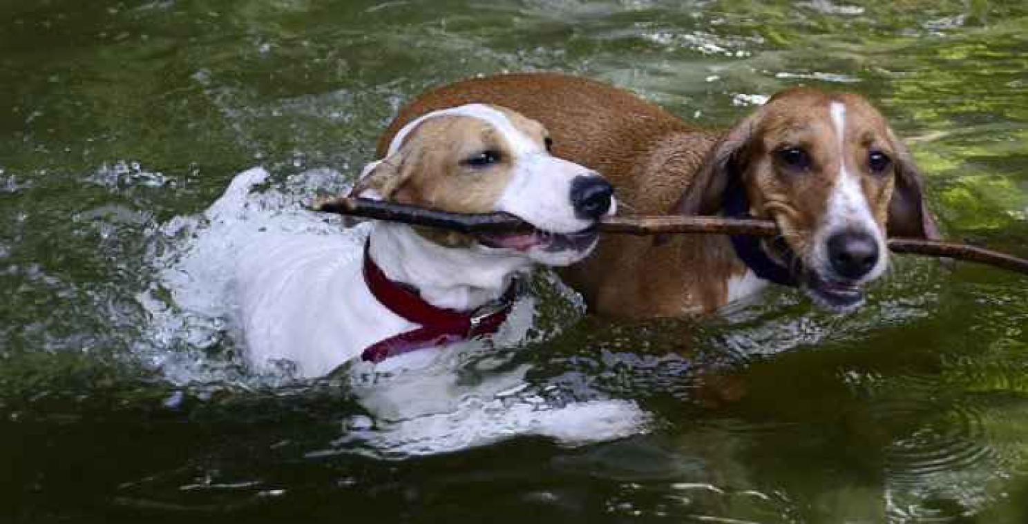 La première crèche pour chiens va ouvrir ses portes en Belgique - Metrotime