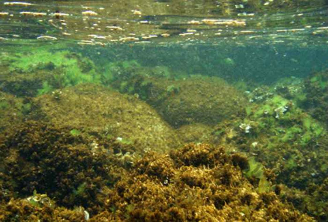 Le génome d'une algue pour lutter contre le réchauffement climatique ...