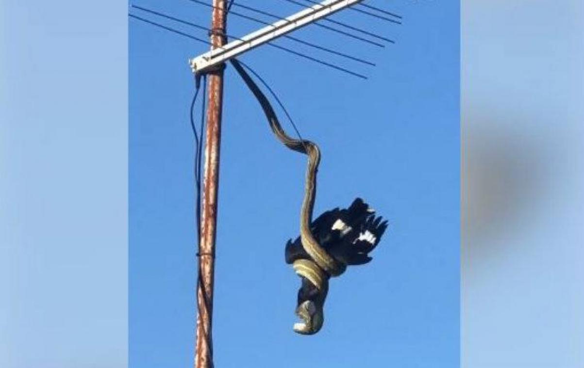 VIDEO. Accroché à une antenne télé, un python attrape un oiseau et le ...