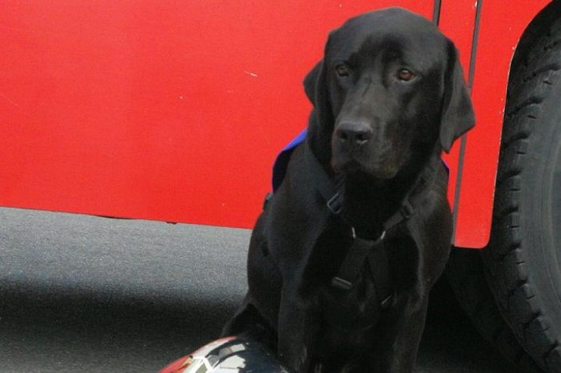 LOL, le chien devenu assistant judiciaire - Metrotime