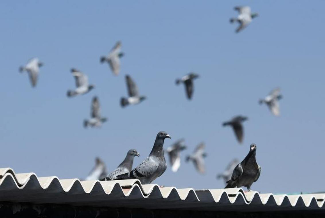 Le pigeon belge Armando est le plus cher jamais vendu dans le monde ...