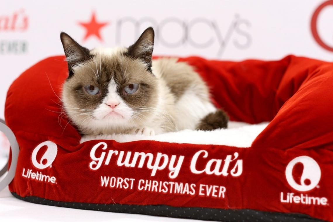 Grumpy Cat, le chat grincheux le plus célèbre d'internet, est mort ...