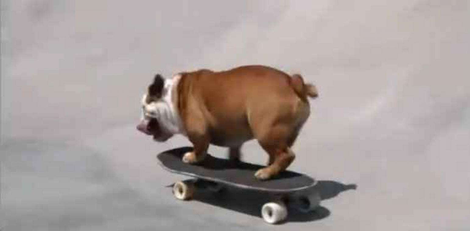 "Skate-Dog": ces chiens qui font du skateboard - Metrotime
