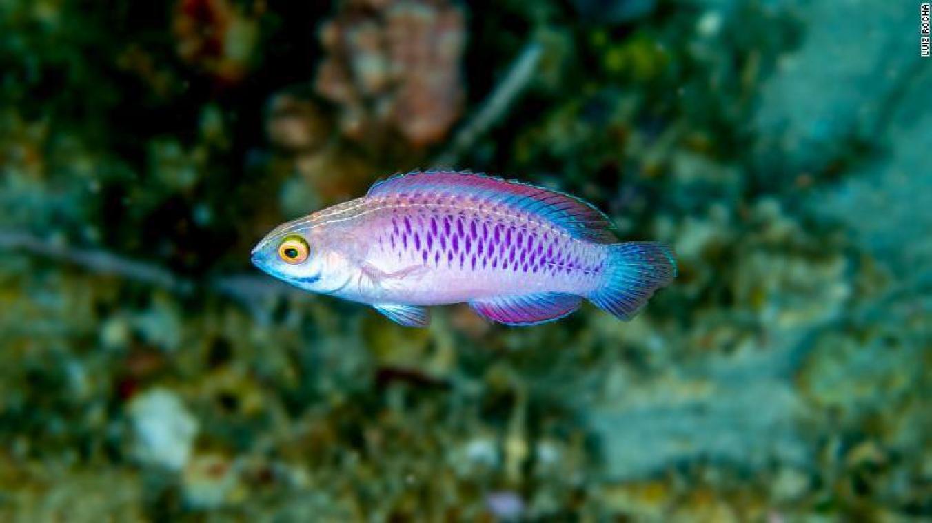 Des scientifiques découvrent un nouveau poisson multicolore qu'ils ...
