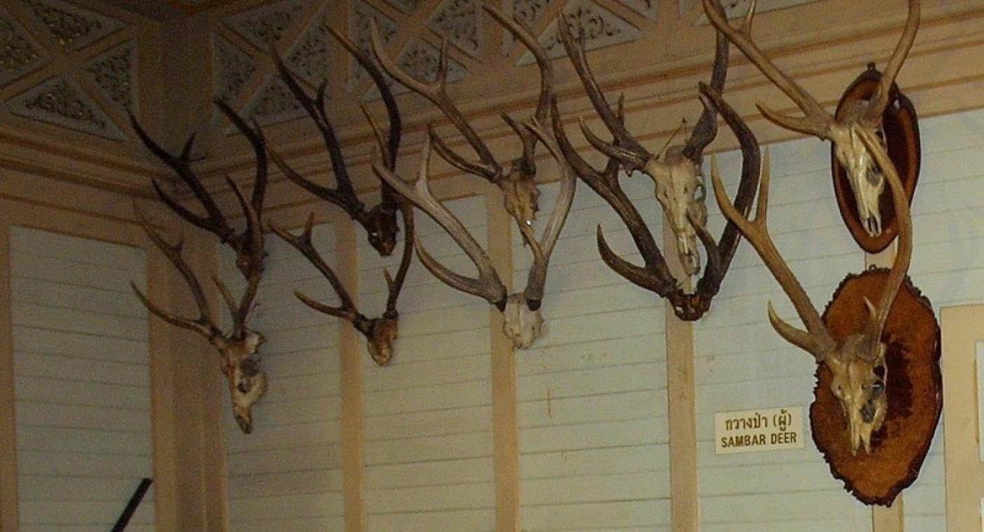 Animal Rights souhaite interdire l'importation des trophées de chasse ...