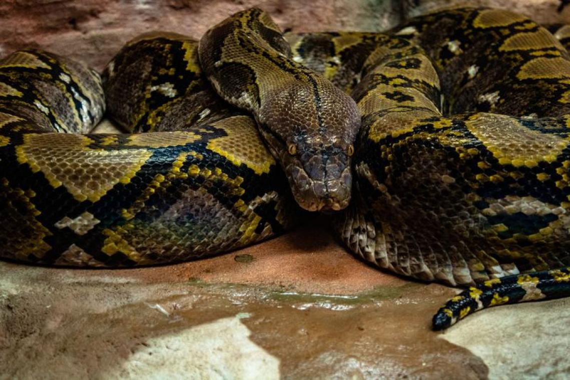 Un python domestique de 6,5 mètres saisi par la police - Metrotime