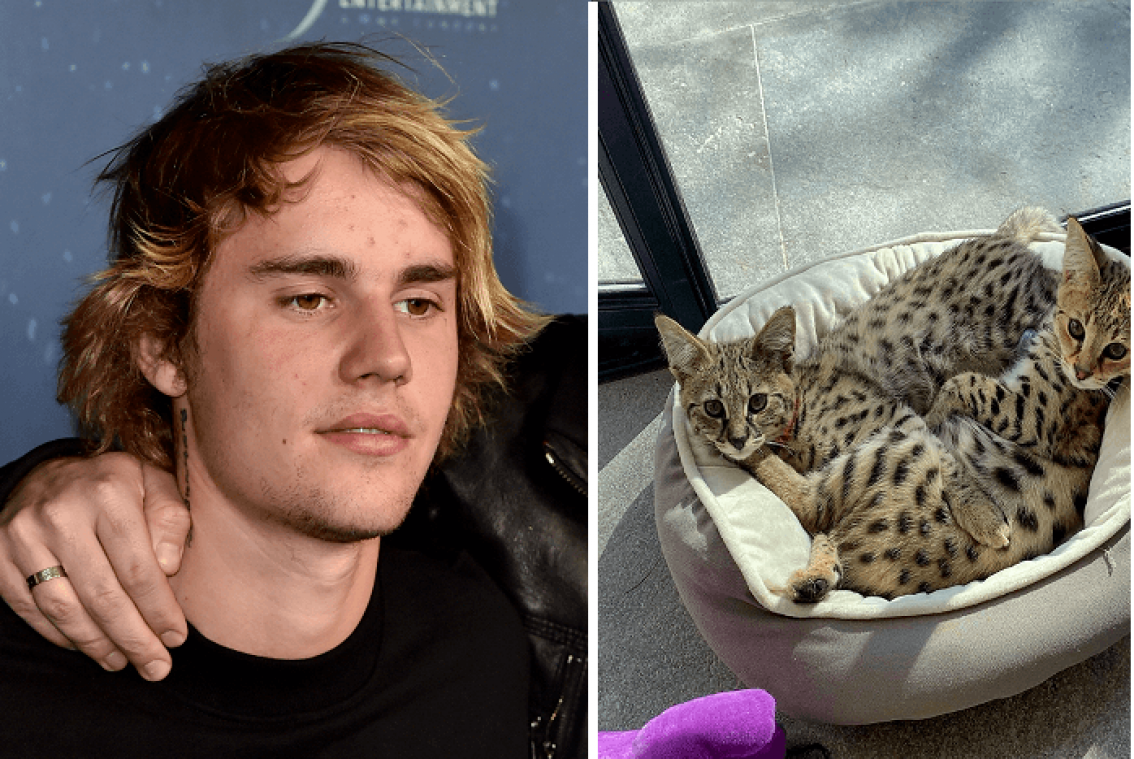 Justin Bieber critiqué par PETA pour avoir acheté deux chats sauvages ...