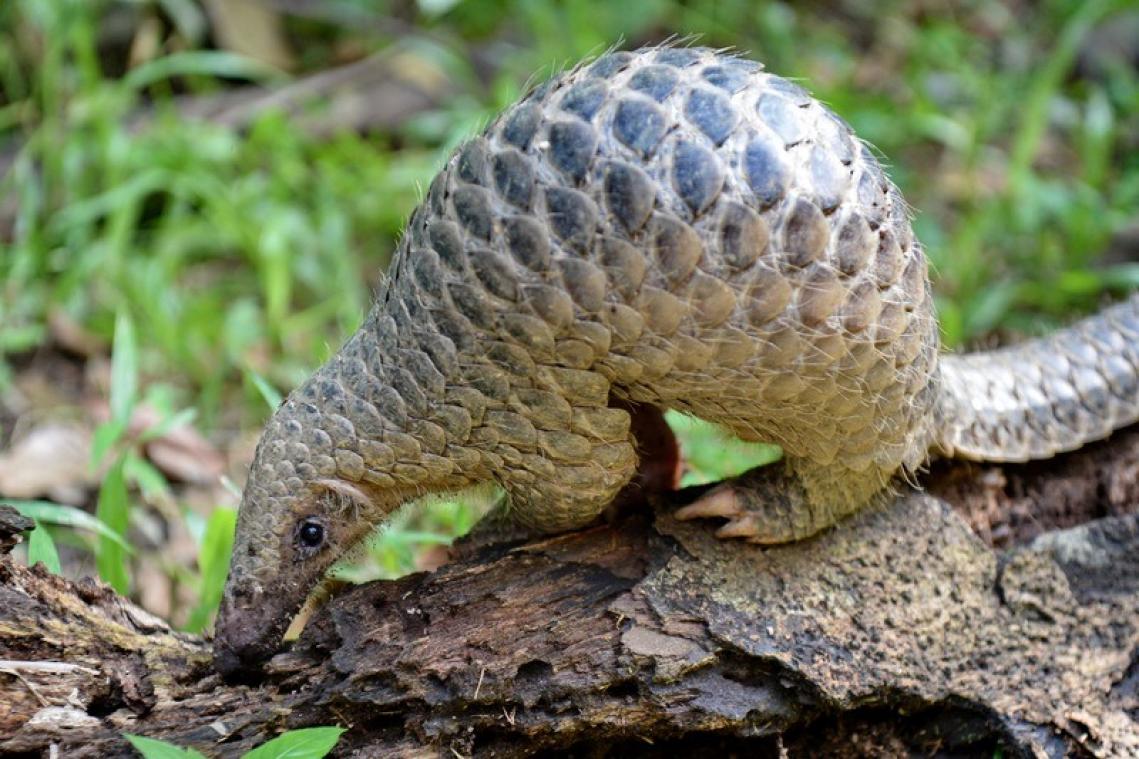 Le pangolin, l'animal le plus braconné au monde - Metrotime