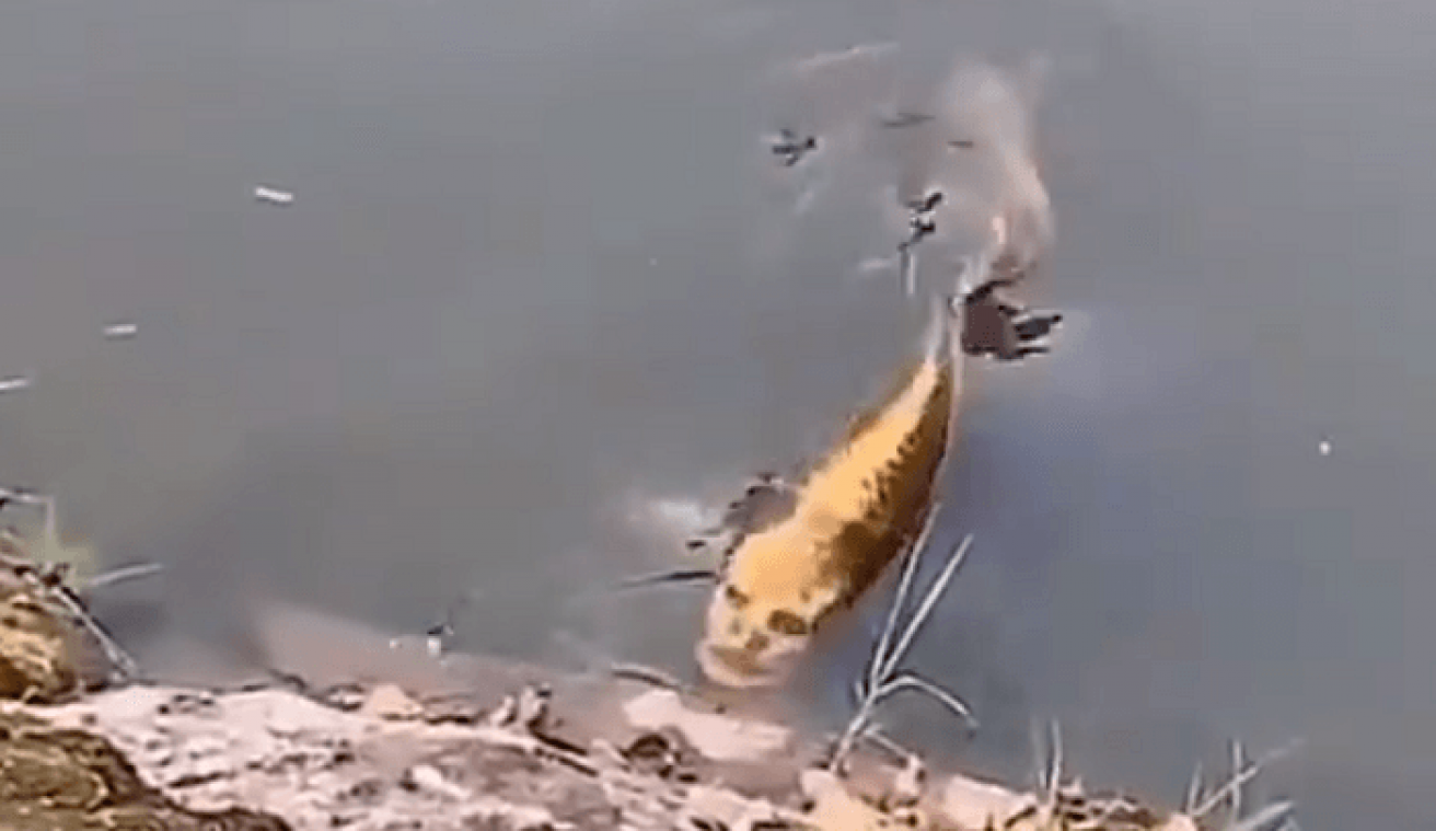 VIDEO. Un poisson au "visage humain" effraie la toile - Metrotime