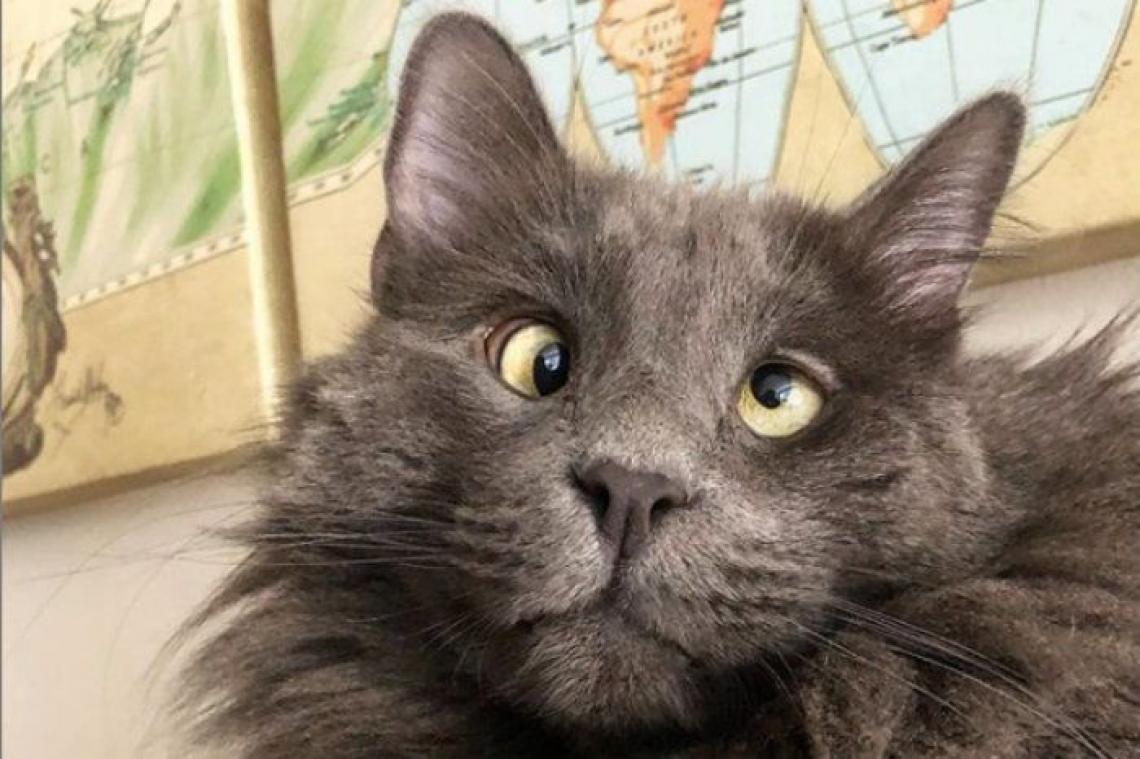 PHOTOS. Un chat qui louche devient une star sur Instagram - Metrotime