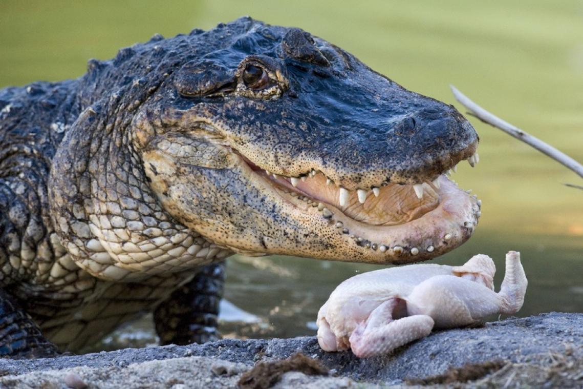 Elle cache un alligator dans sa cave pendant 25 ans - Metrotime
