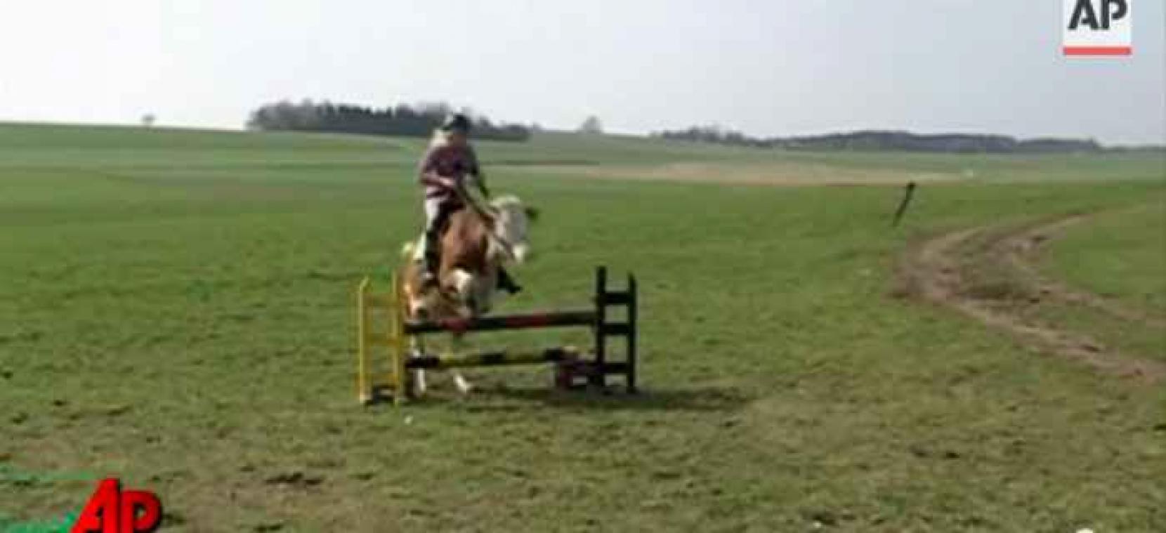 Une vache qui se prend pour un cheval ! - Metrotime