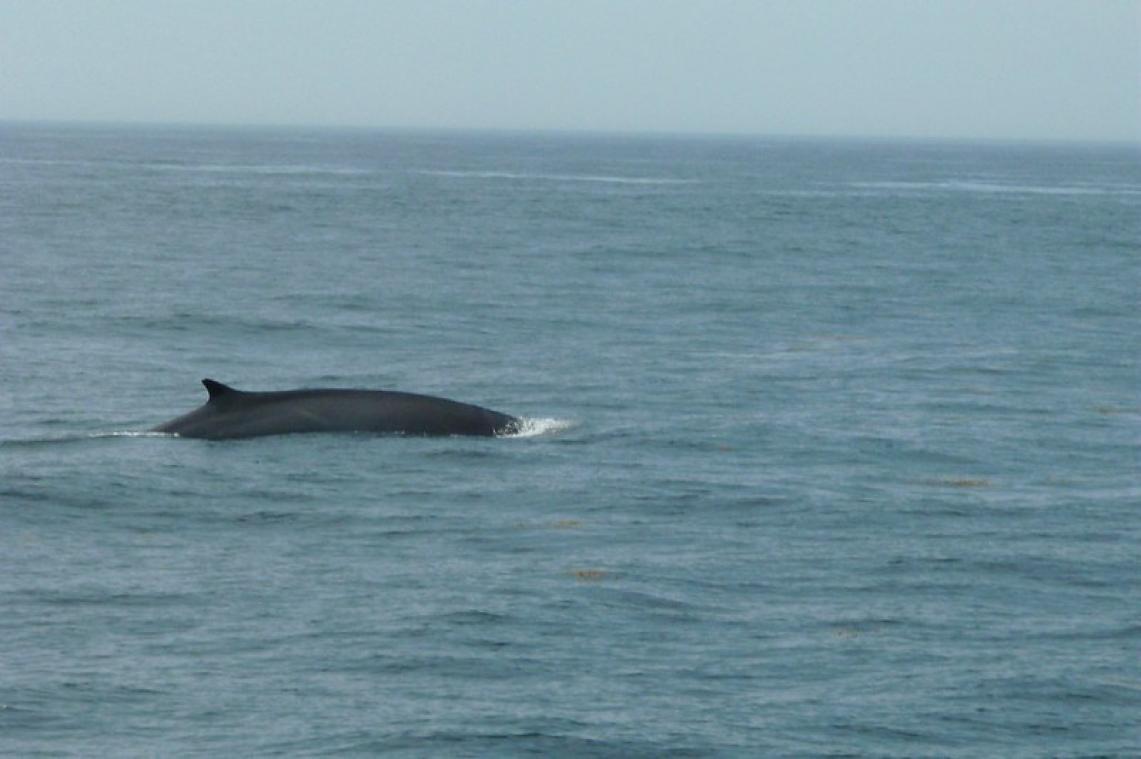 VIDEO. Grâce au confinement, des rorquals ont été aperçus au large du ...