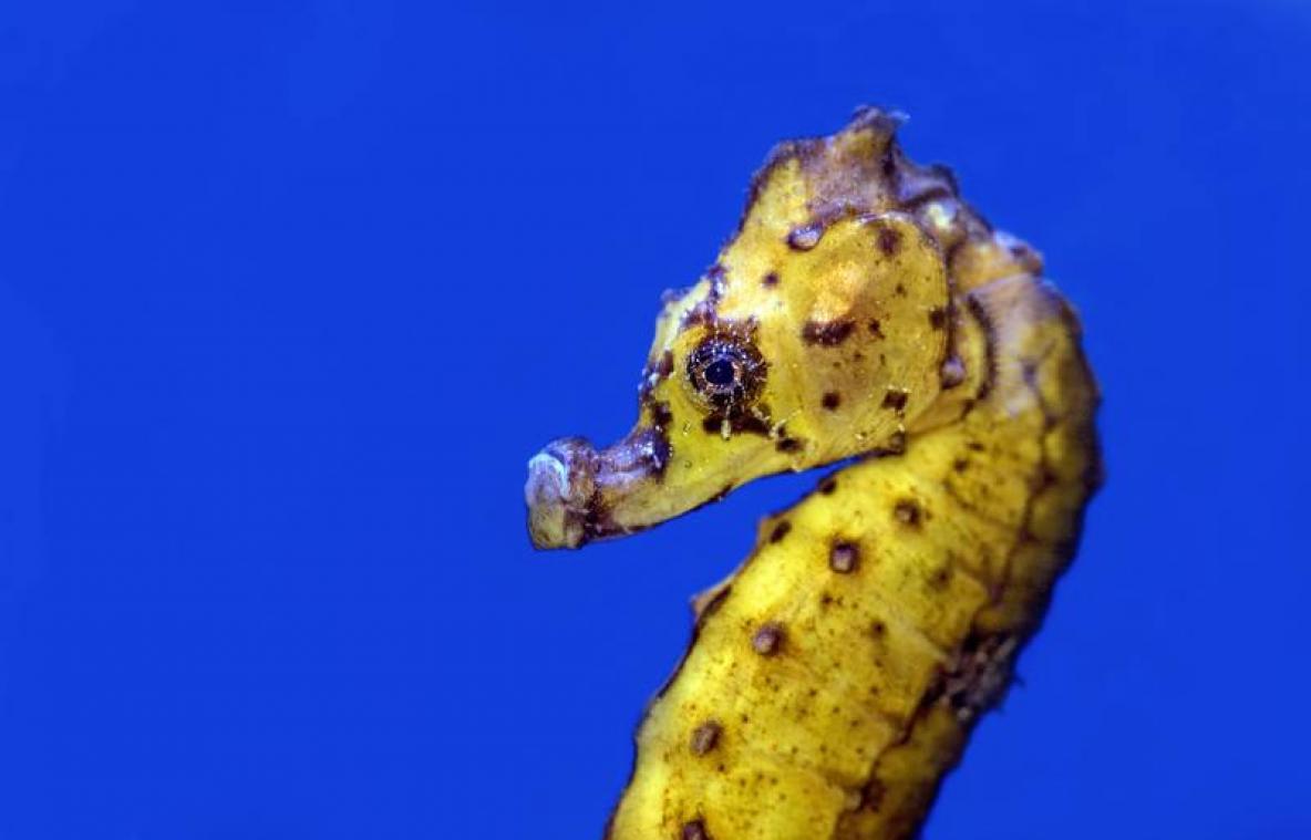 Des hippocampes en danger recolonisent leur environnement naturel grâce ...