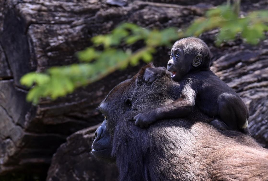Naissance d'un gorillon au zoo d'Anvers - Metrotime