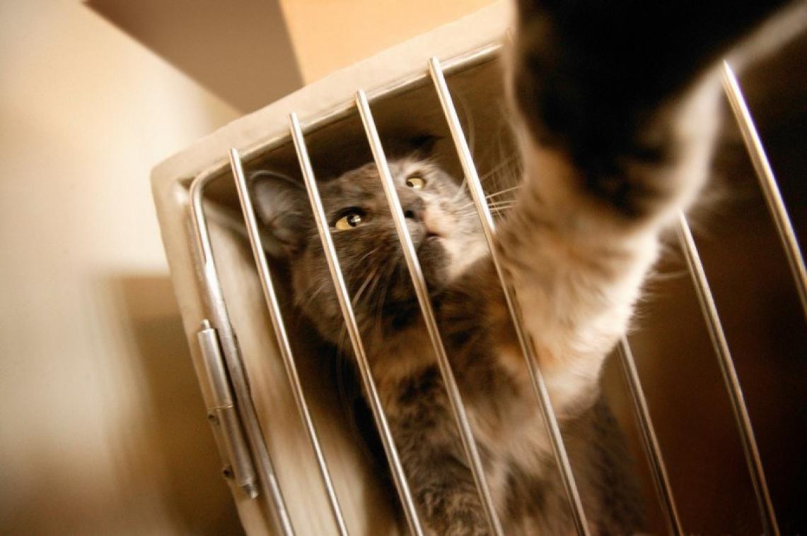 Un chat trafiquant de drogue s'évade d'une prison de haute sécurité ...