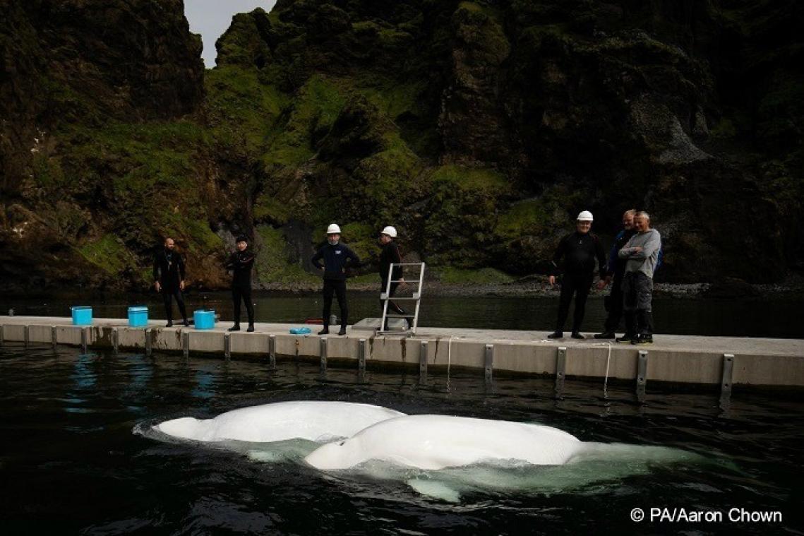 Après 10 ans de captivité, deux belugas retrouvent enfin l'océan ...