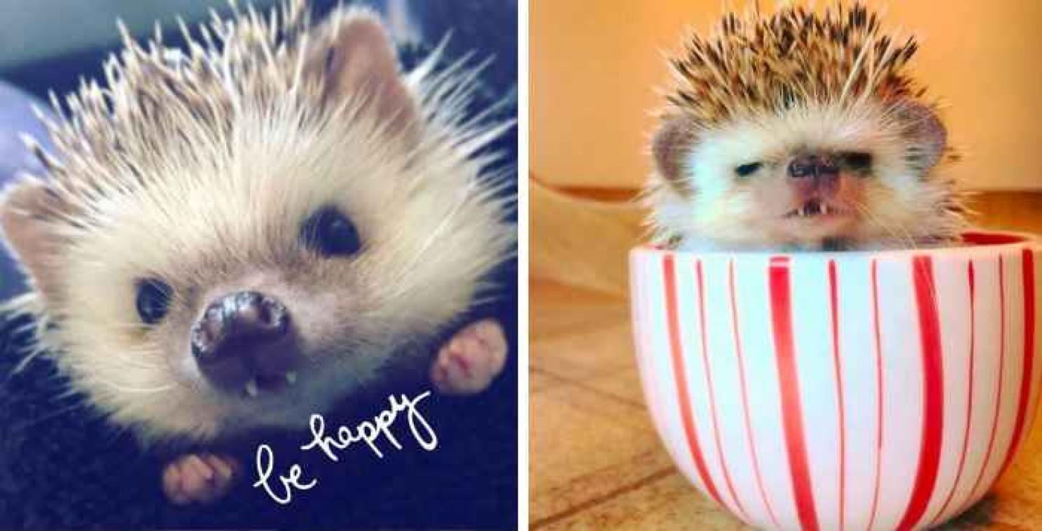 Un hérisson aux dents de vampire est la nouvelle star d'Instagram ...