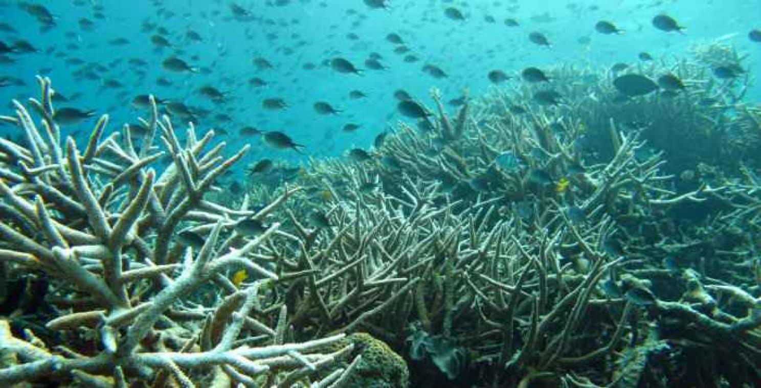 PHOTOS. Les coraux, au coeur de la biodiversité marine - Metrotime