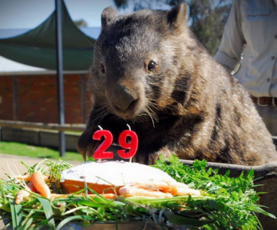 Voici Patrick, le Wombat le plus vieux du monde qui facine le web ...