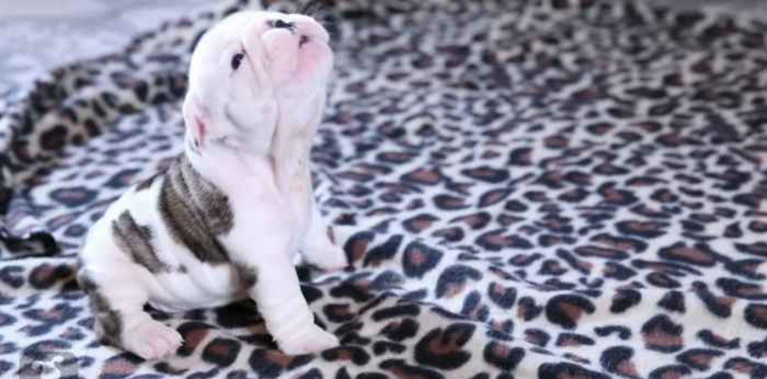 Les premiers cris d'un bébé bulldog attendrissent la toile - Metrotime