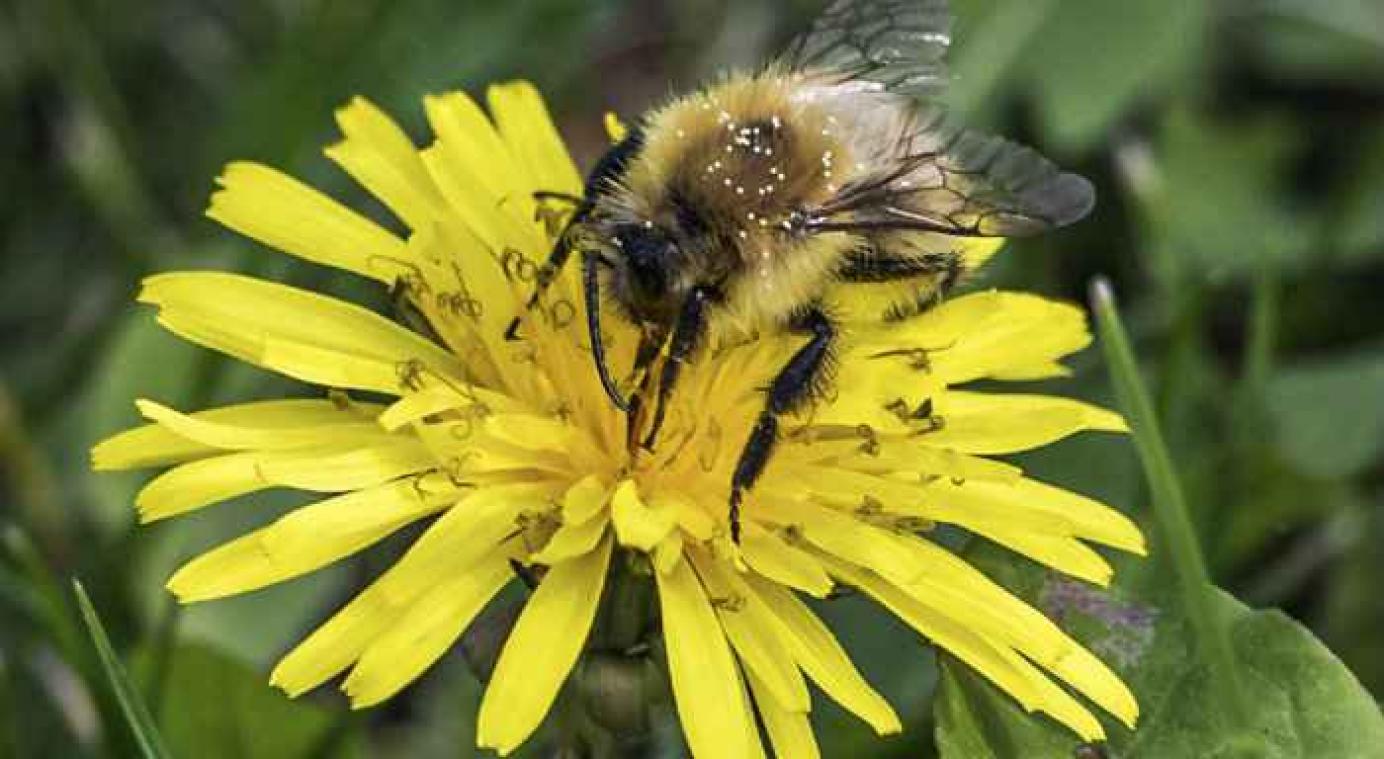 Disparition des abeilles: La perte de diversité des plantes comme ...