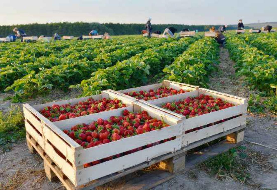 Au Québec, une application permet d'évaluer la production d'un champ de ...