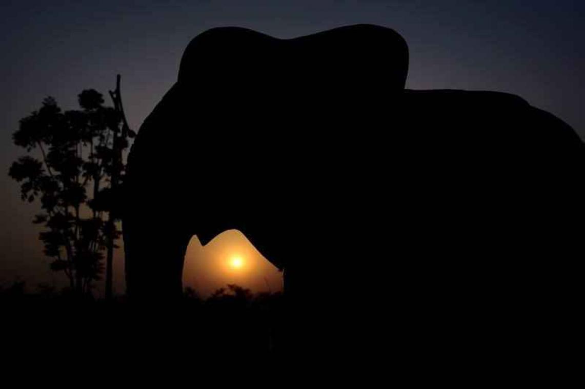 Les éléphants plus menacés que jamais - Metrotime