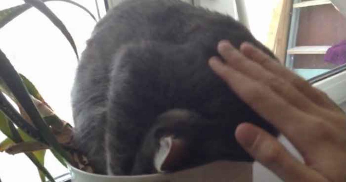 VIDEO. Un chat prend un pot de fleurs pour son panier - Metrotime