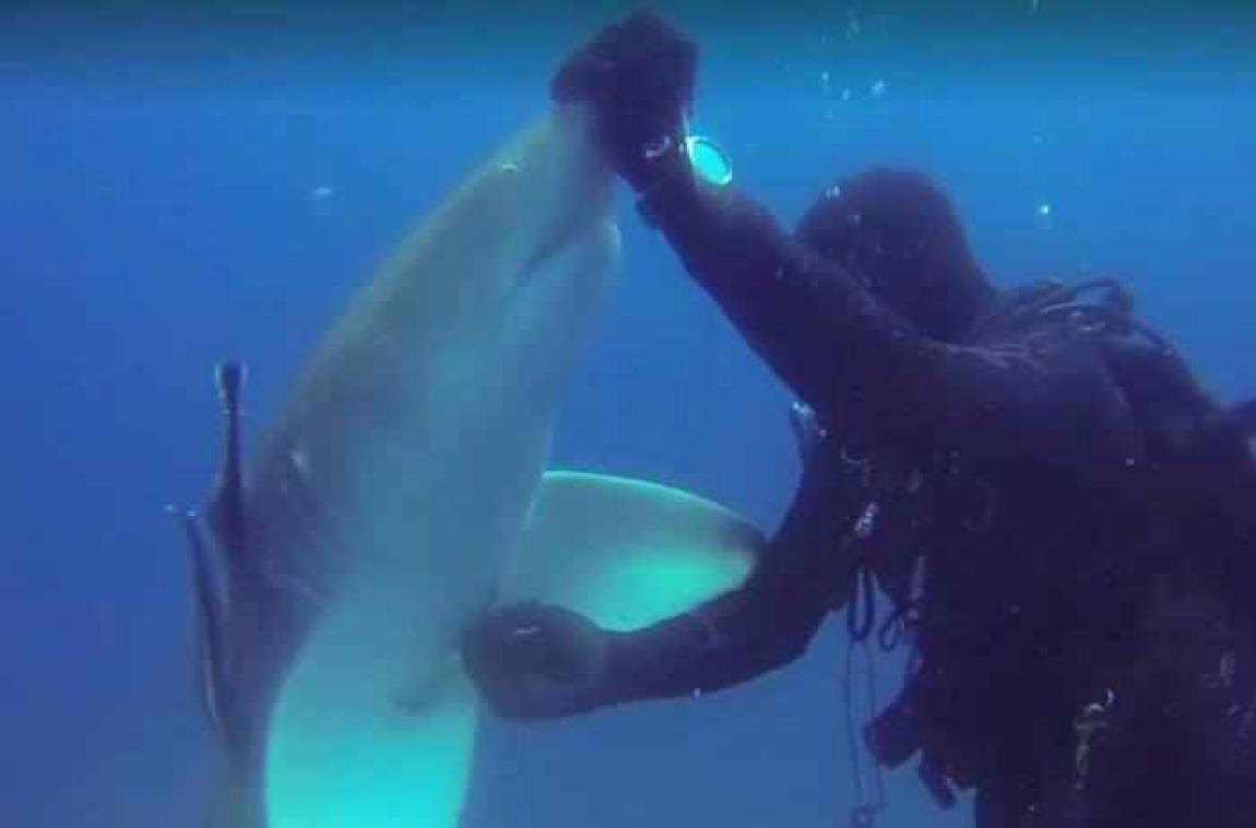 VIDEO. Un requin blessé vient demander de l'aide à un plongeur - Metrotime