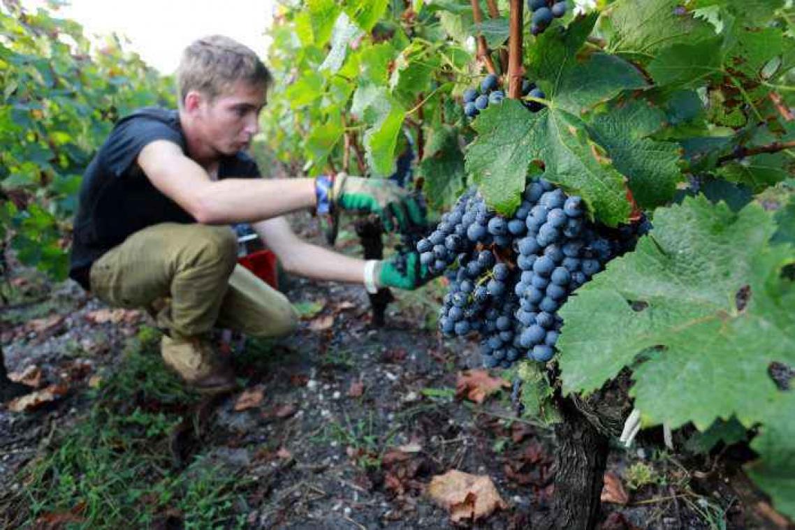 Il y a trois millions d'hectares de vignobles dans l'UE - Metrotime