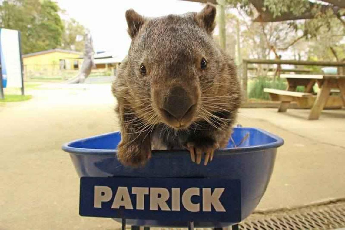 Patrick le wombat, le plus vieux wombat du monde, est mort à 31 ans ...