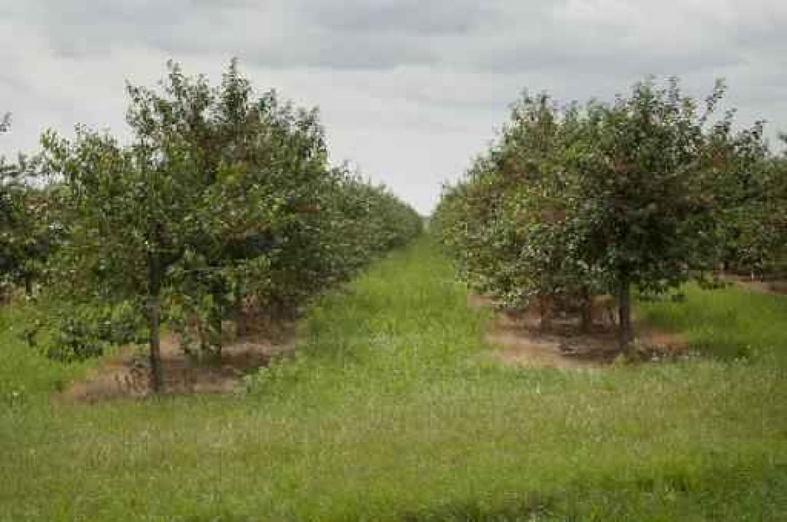 Gel nocturne: des conséquences dramatiques pour la production wallonne ...