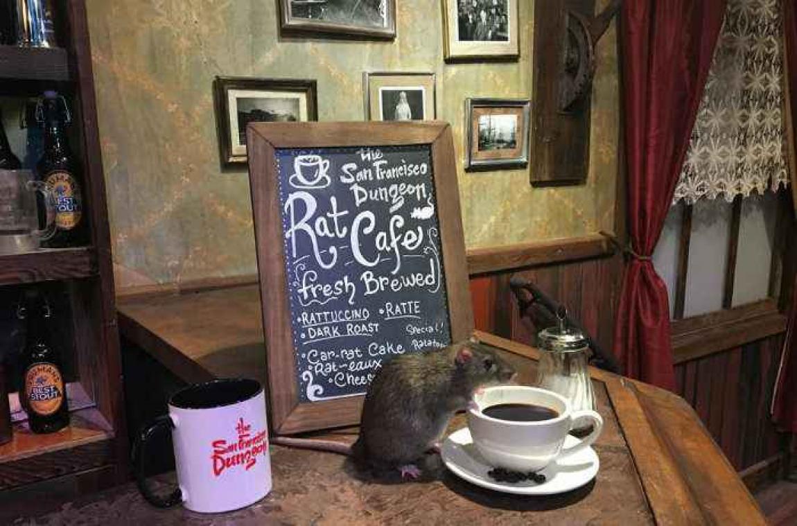 Ouverture d'un bar à rats à San Francisco - Metrotime