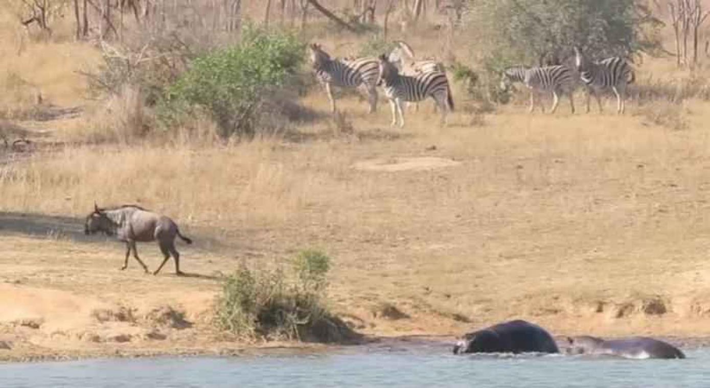 VIDEO. Des hippopotames sauvent un gnou des crocs d'un crocodile - Metrotime