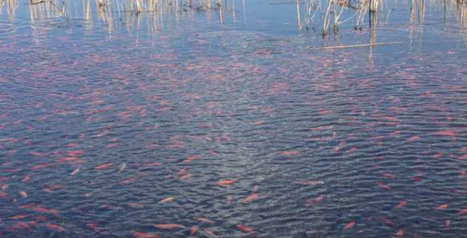 Au Colorado, quelques poissons rouges ont colonisé un lac et menacent l ...