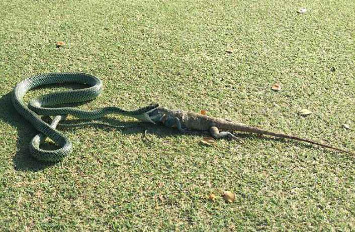 VIDEO. Un serpent avale un iguane sur un terrain de golf - Metrotime
