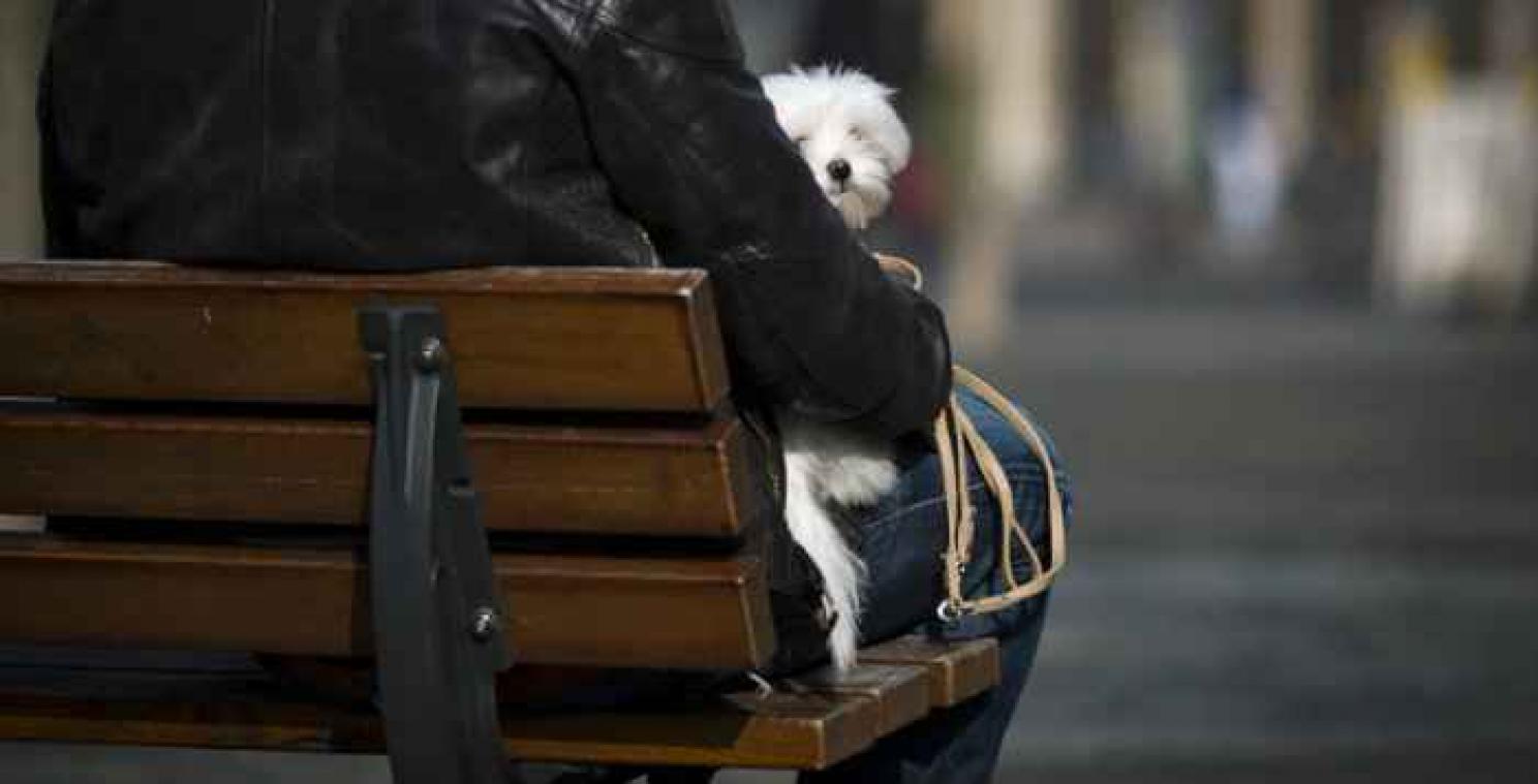 La domestication du chien date de plus de 27000 ans - Metrotime