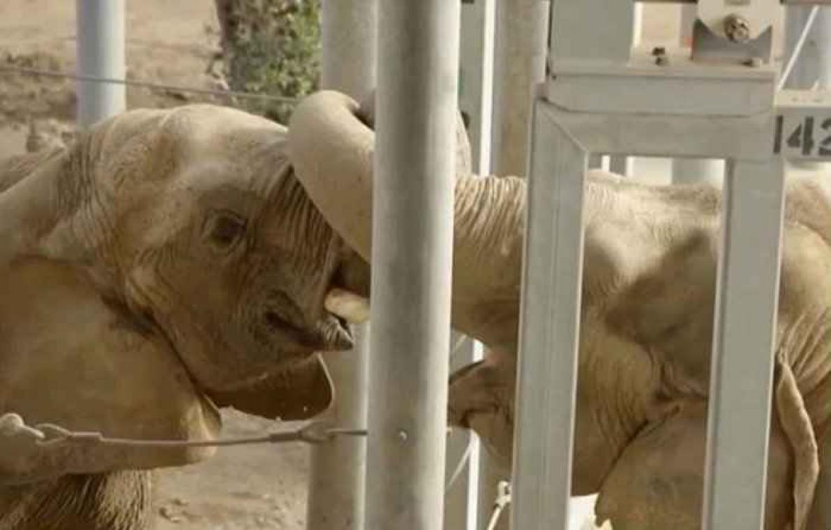 Mila, l'éléphant qui rencontre un autre éléphant pour la première fois ...