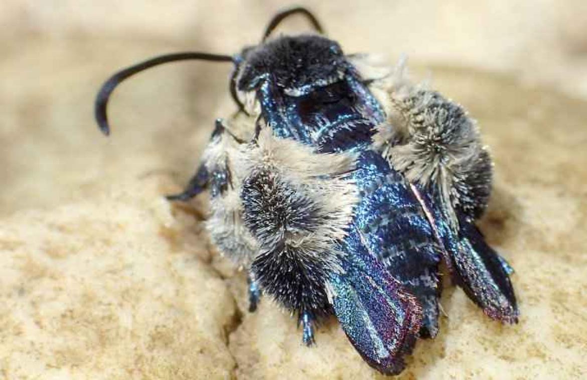 Cette magnifique mouche blanche et bleue n'avait plus été observée ...