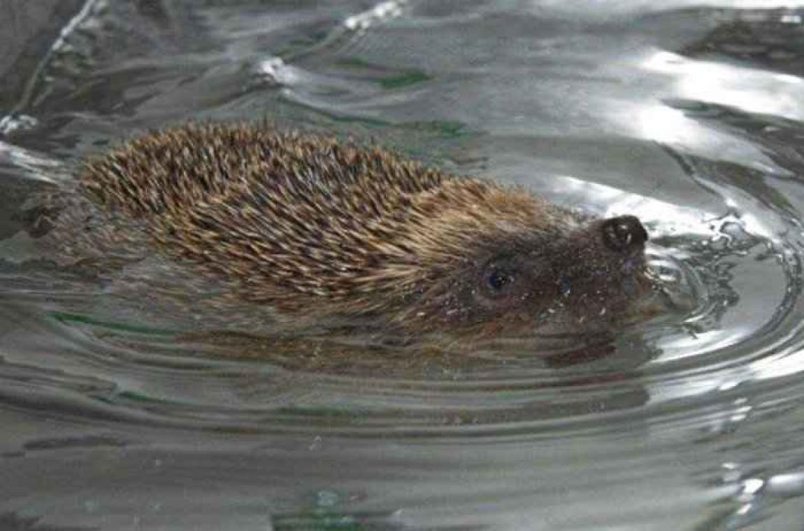 Phelps, le hérisson qui a retrouvé la mobilité grâce à des cours de ...
