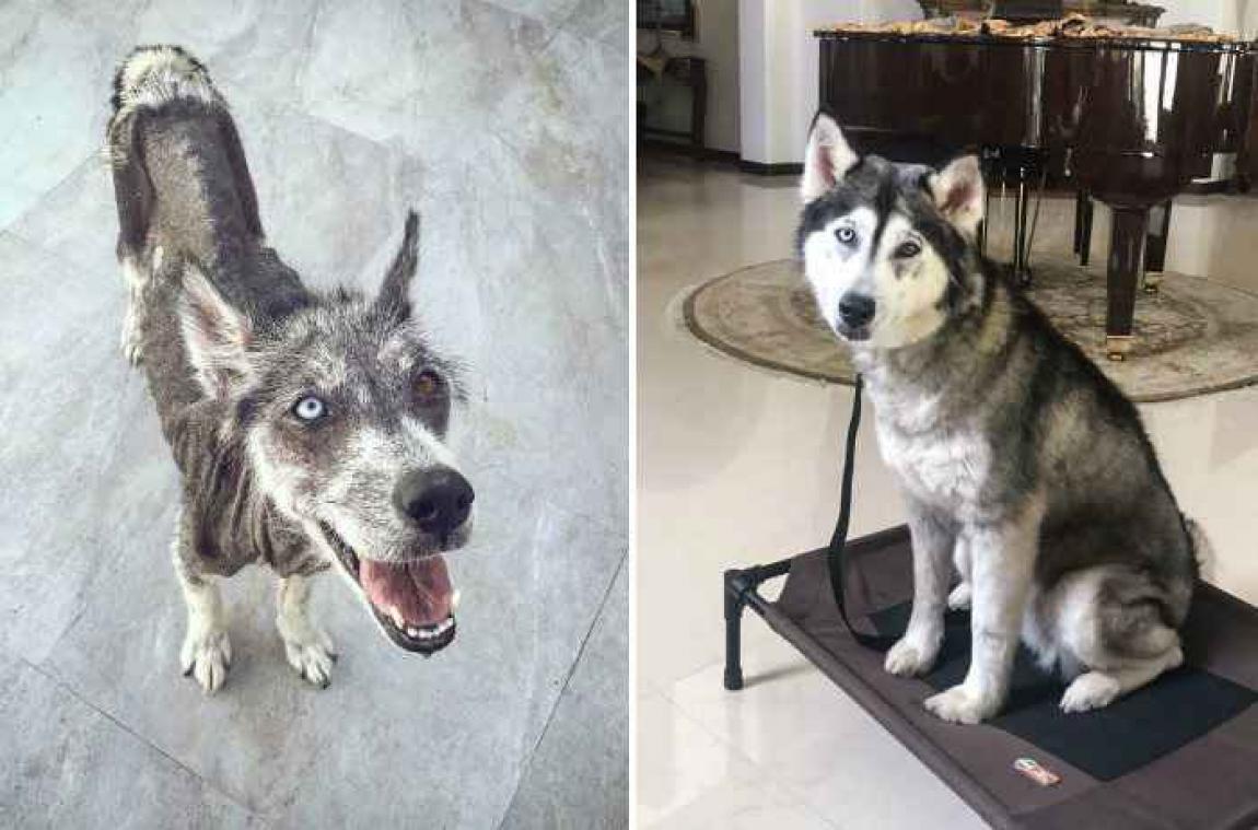 Huit mois après son sauvetage, ce Husky est méconnaissable - Metrotime