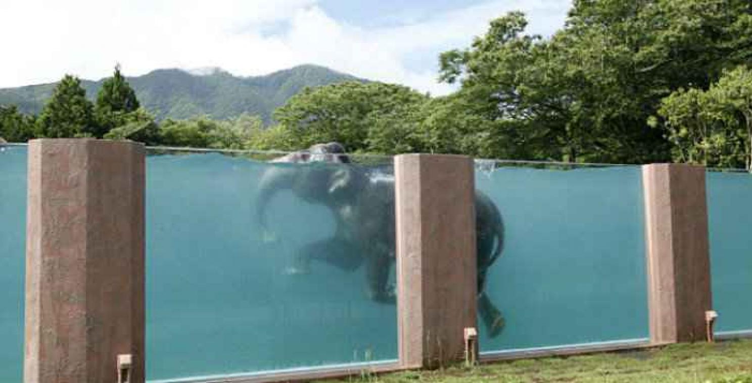 VIDEO. Une piscine transparente pour voir les éléphants en pleine ...