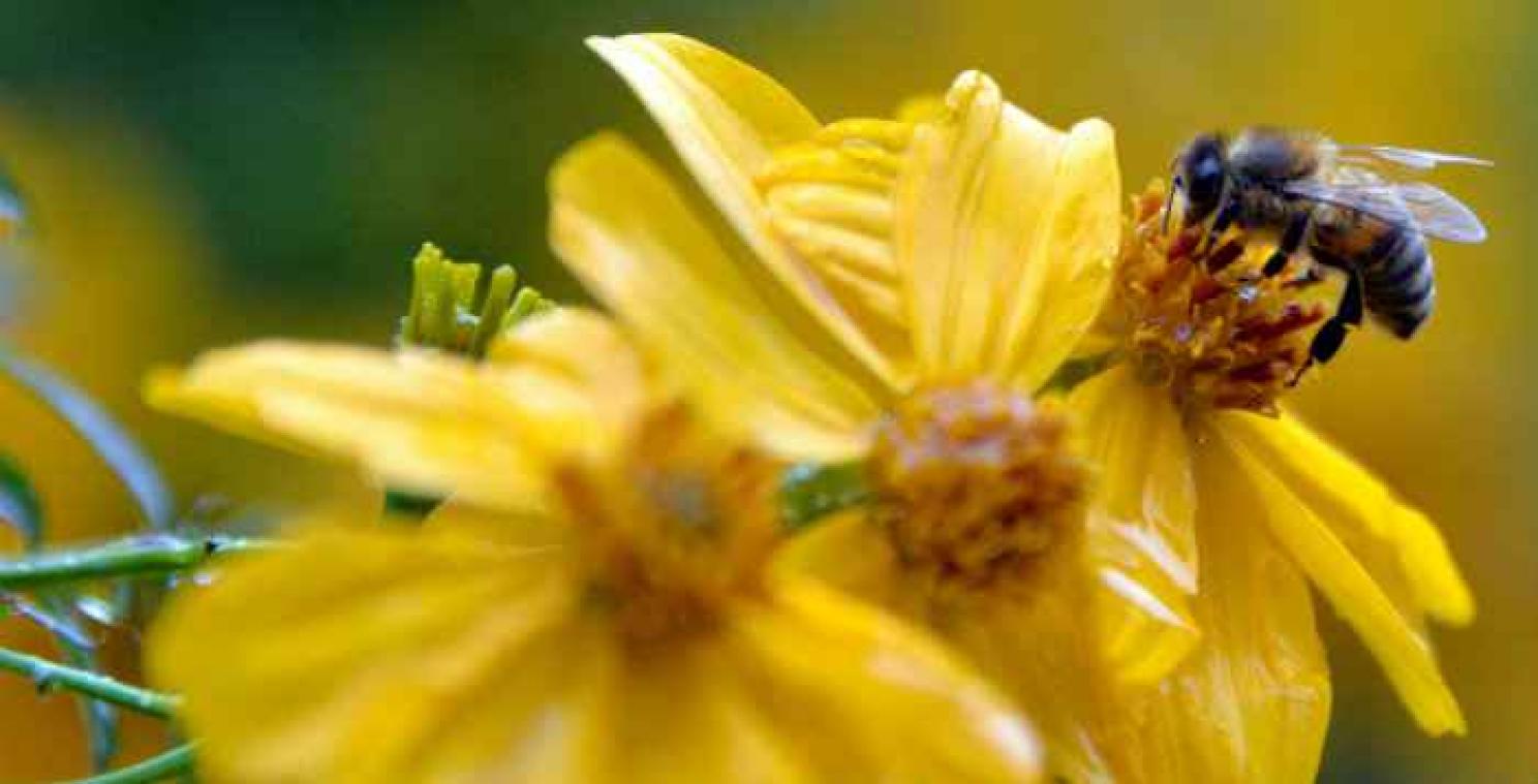 La disparition des abeilles pourrait causer plus d'un million de morts ...