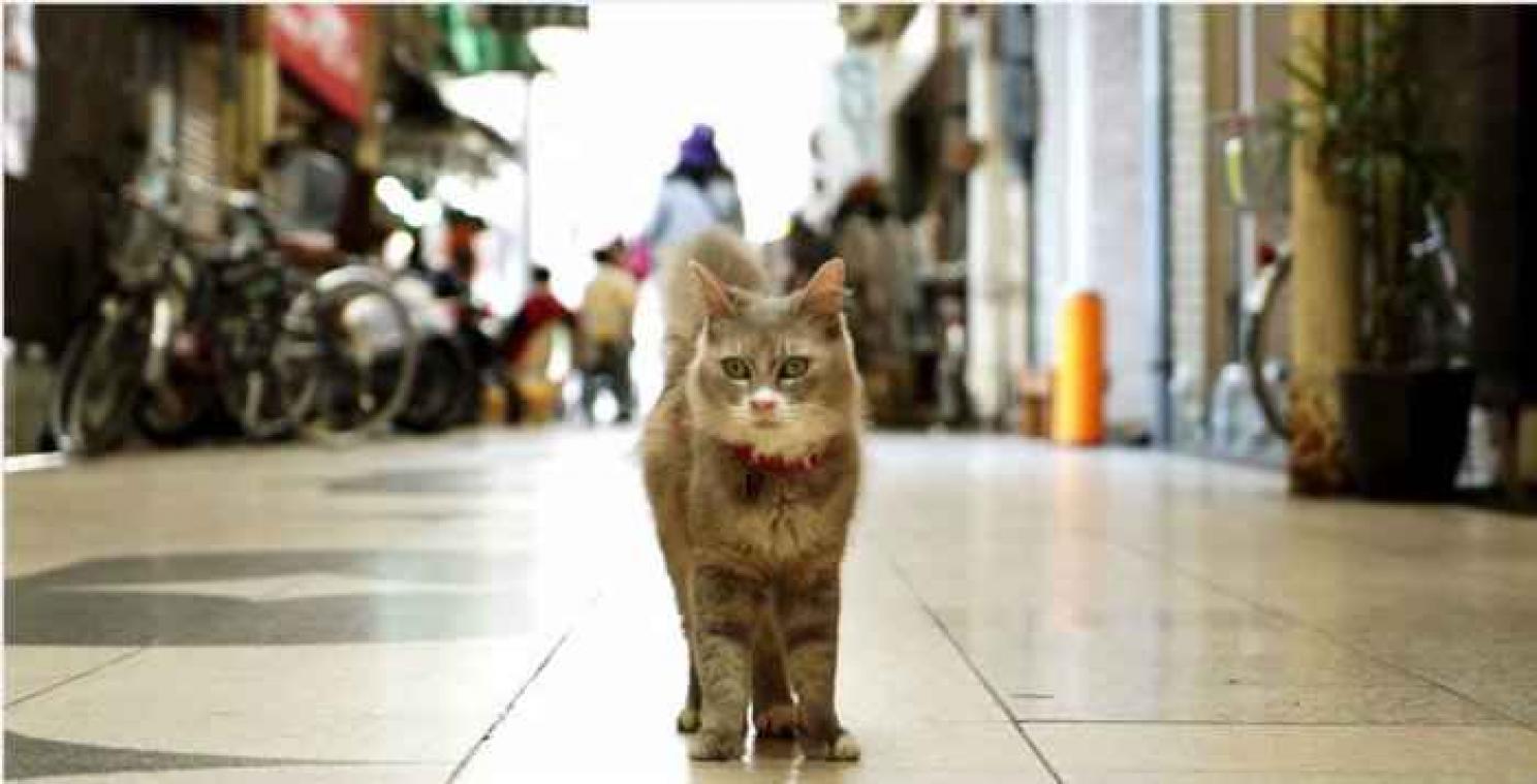 "Cat Street View", découvrez la ville dans la peau d'un chat - Metrotime